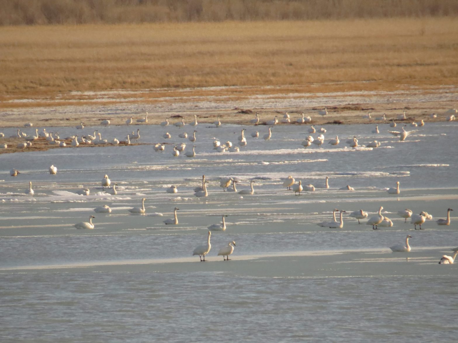 Rivers without Boundaries – Saving Transnational Rivers